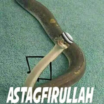 15 Meme Ular Kerad Juga Ya, Jadi Candaan Netizen Indonesia - Dafunda.com