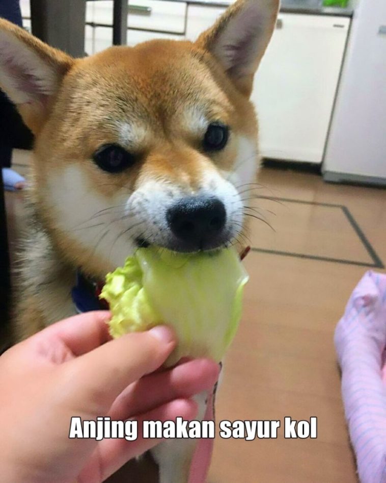 10 Meme 'Pakai Sayur Kol' Ini Akan Bikin Kamu Ngakak Sampai Mules