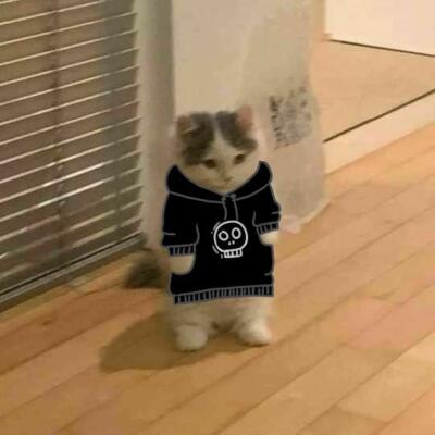 100+ PP Kucing FF Terbaru 2024, Keren dan Lucu! - Dafunda.com